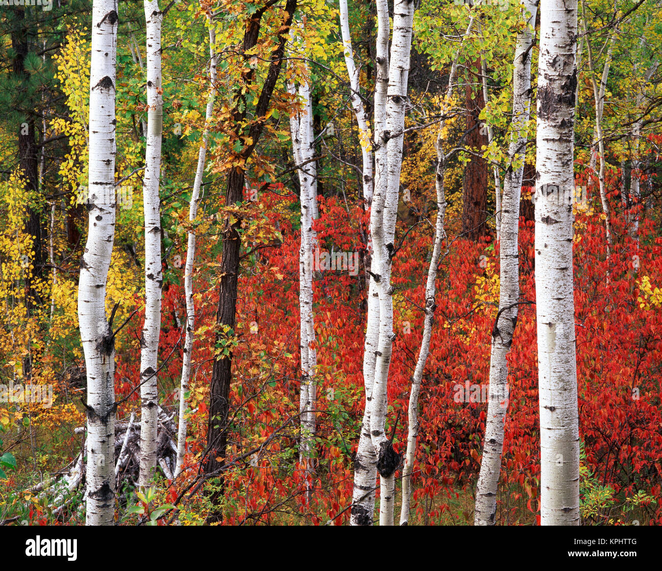 USA, South Dakota, Black Hill Area, Custer State Park, Trees in autumn ...