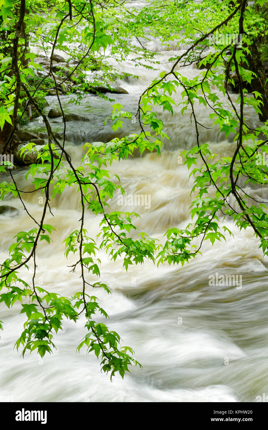 Overhanging maple tree branches in spring, Middle Prong, Great Smoky ...