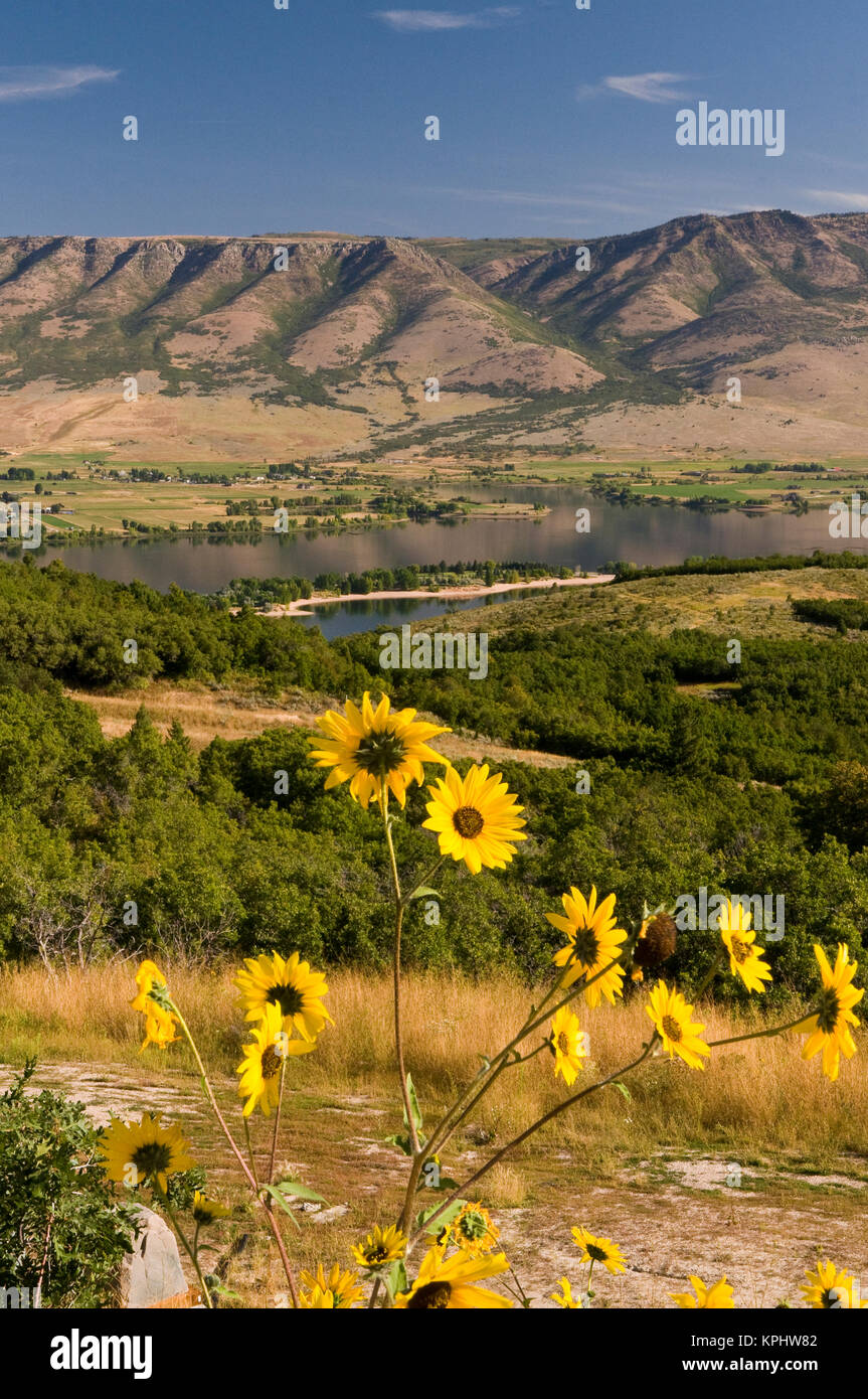 USA, Utah, Ogden. Sunflowers above Pineview Reservoir in Ogden Valley ...