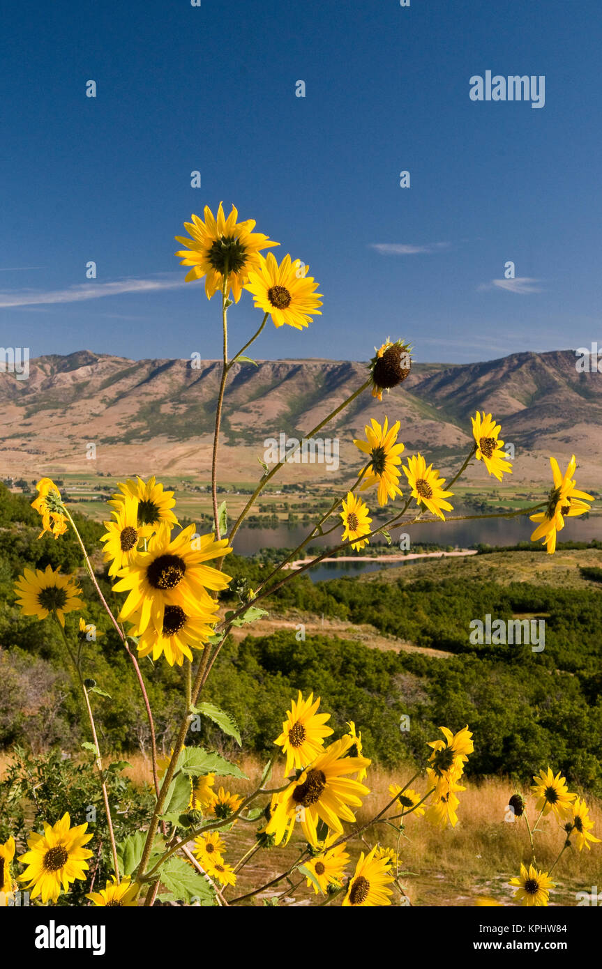 USA, Utah, Ogden. Sunflowers above Pineview Reservoir in Ogden Valley ...