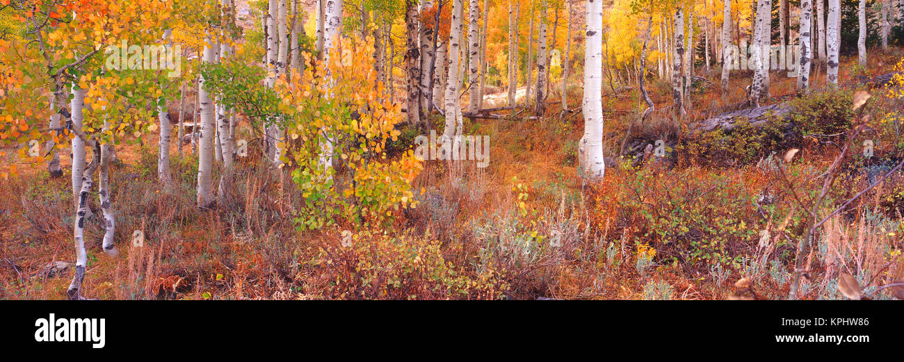 NA,USA,Utah,Logan Canyon,Aspen Grove Autumn Color Stock Photo - Alamy