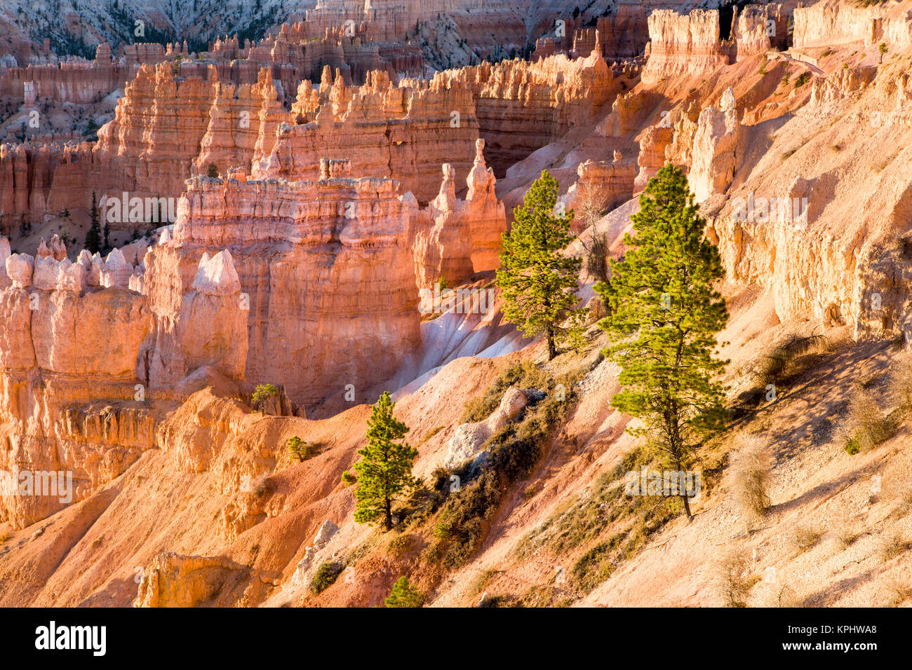 Trees grow in Limestone at Bryce Canyon National Park. Utah. US Stock ...