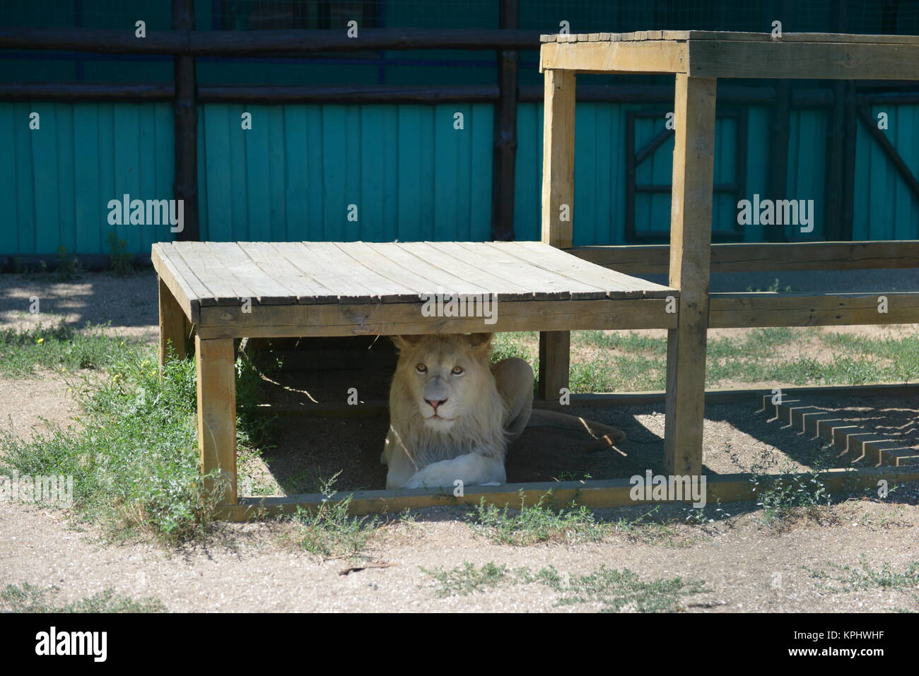 Liger (a hybrid between lion and tiger) at Zoo Stock Photo - Alamy
