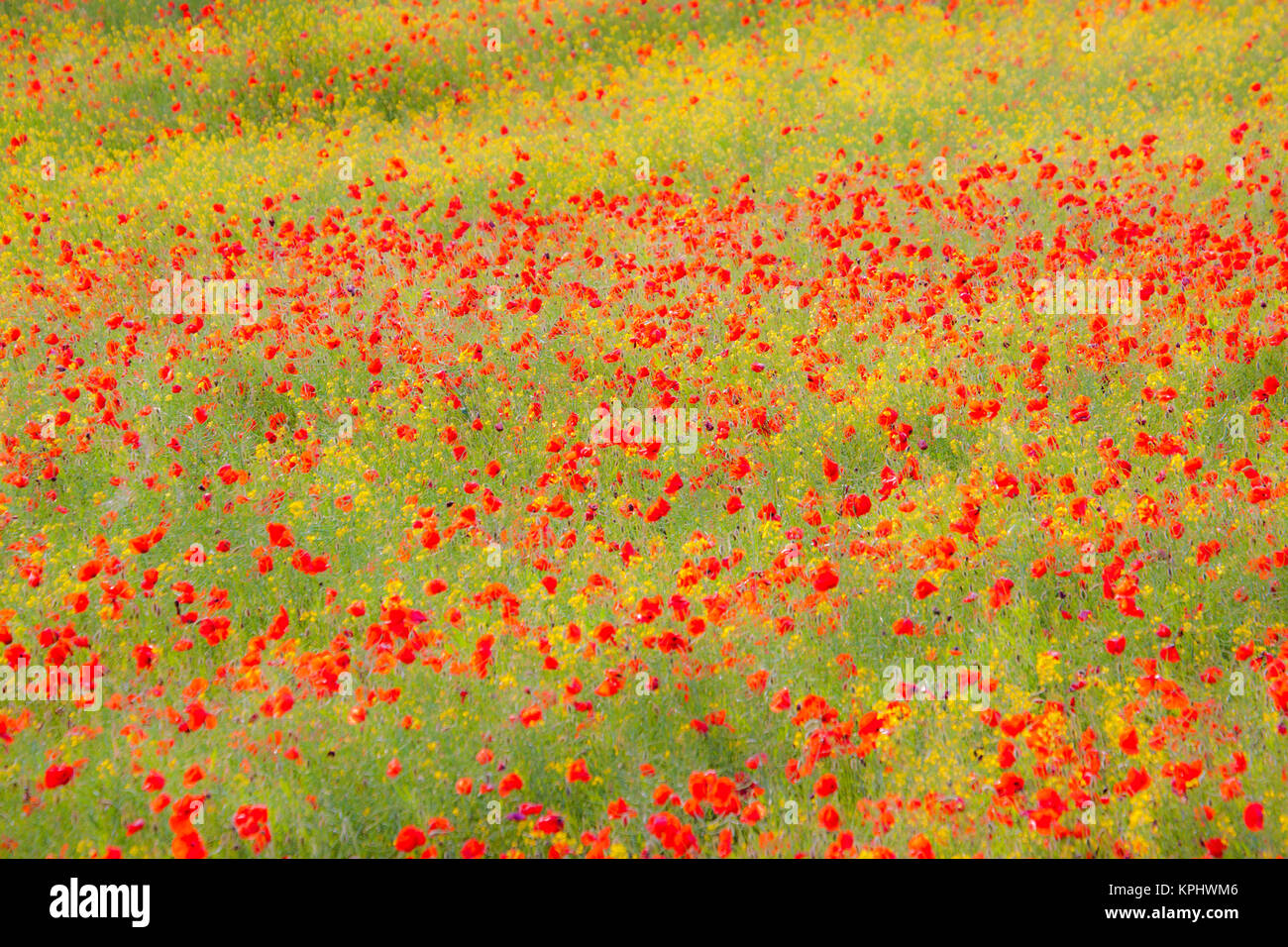Europe, Italy, Tuscany. Poppy Fields In Full Bloom Stock Photo - Alamy