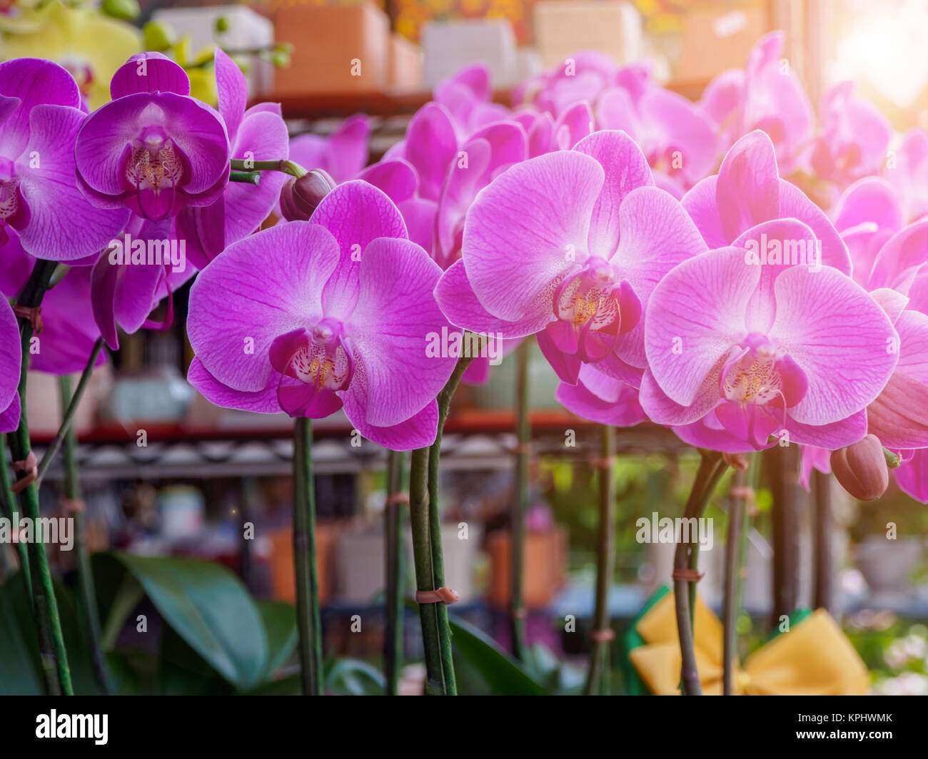 Orchids sale market hi-res stock photography and images - Alamy