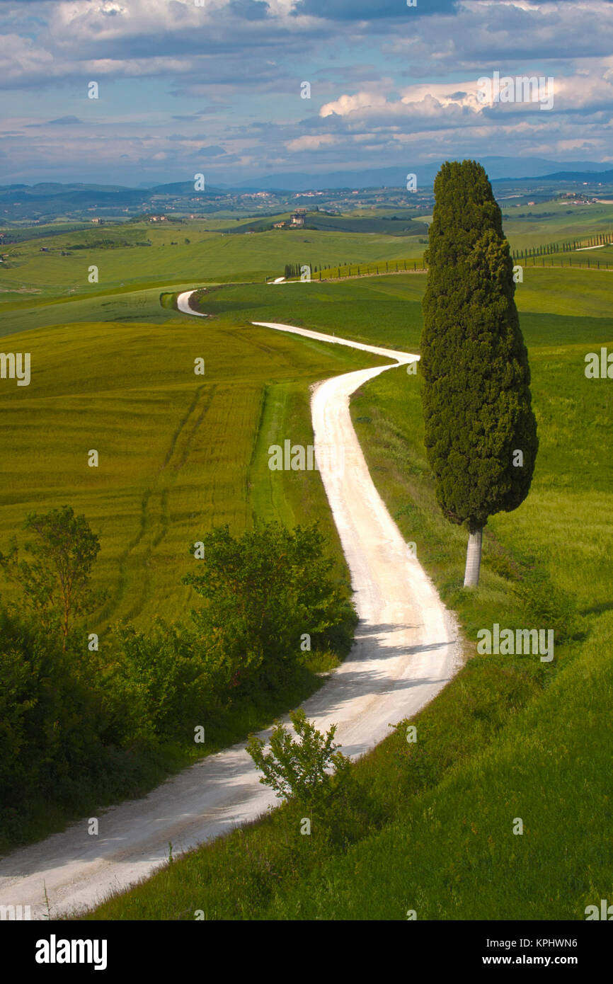 Europe, Italy, Tuscany. Icon Lone Tree and Winding Road Stock Photo - Alamy