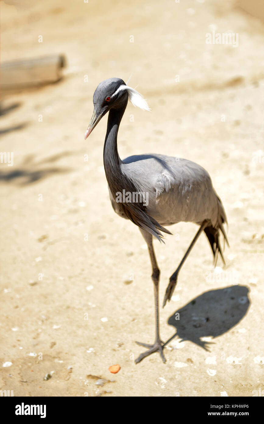Demoiselle Crane. bird standing on the sand near a lake Stock Photo - Alamy