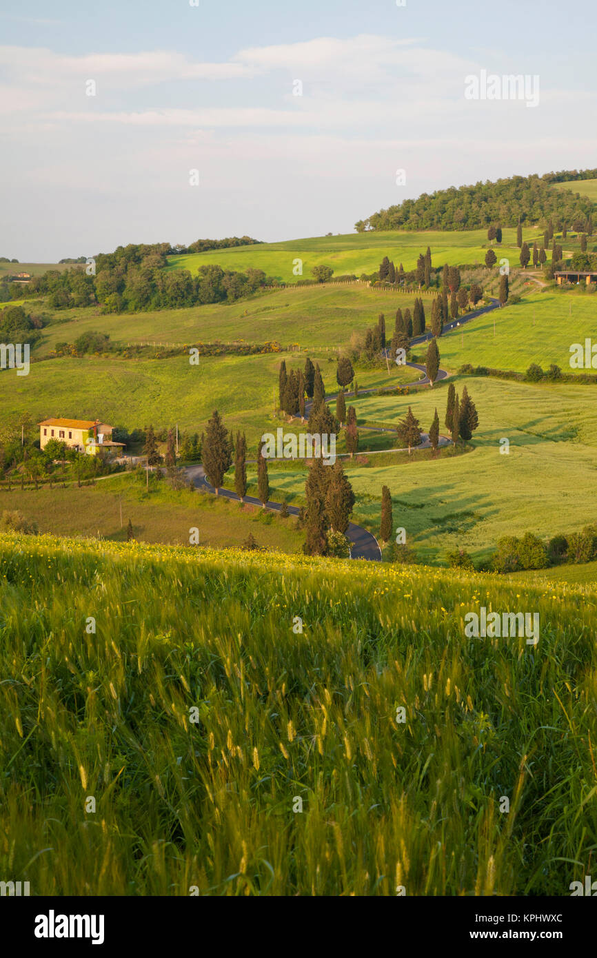 Europe, Italy, Tuscany. Famous road winding through the Tuscan hillside ...
