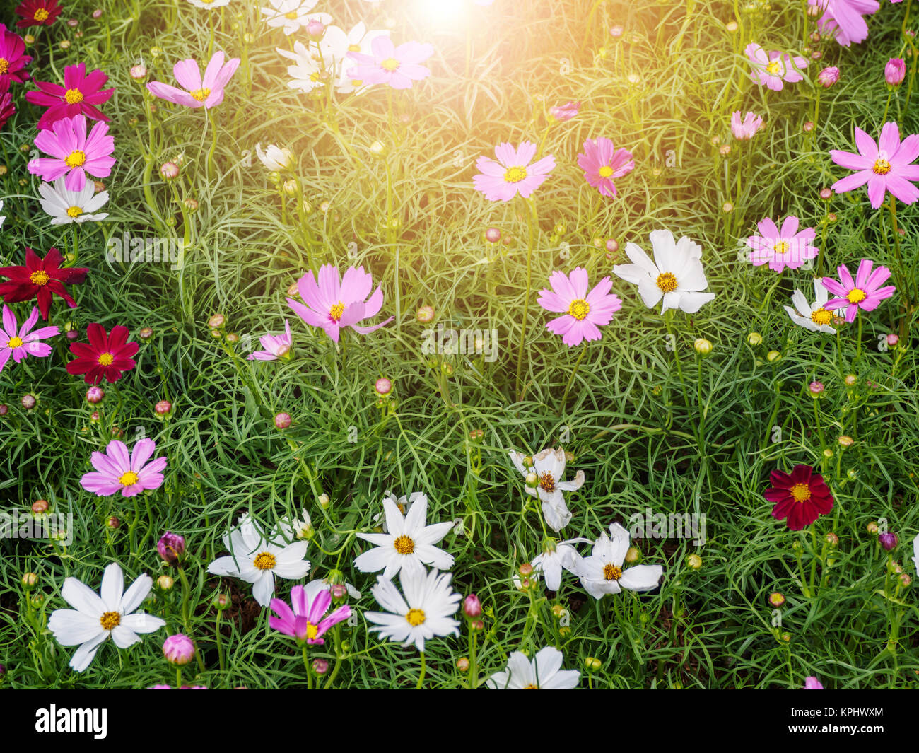 Colorful blooming Cosmos flower Stock Photo - Alamy