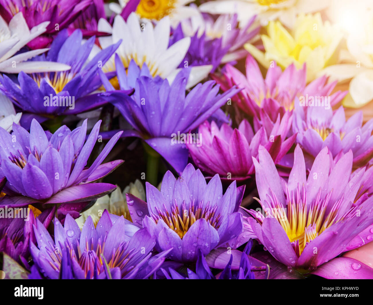 Colorful lotus flower hi-res stock photography and images - Alamy