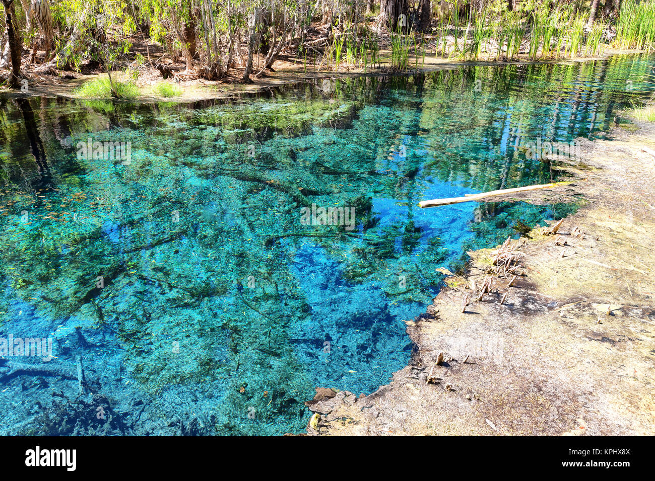 in australia mataranka river the palm and the lake in the nature Stock ...