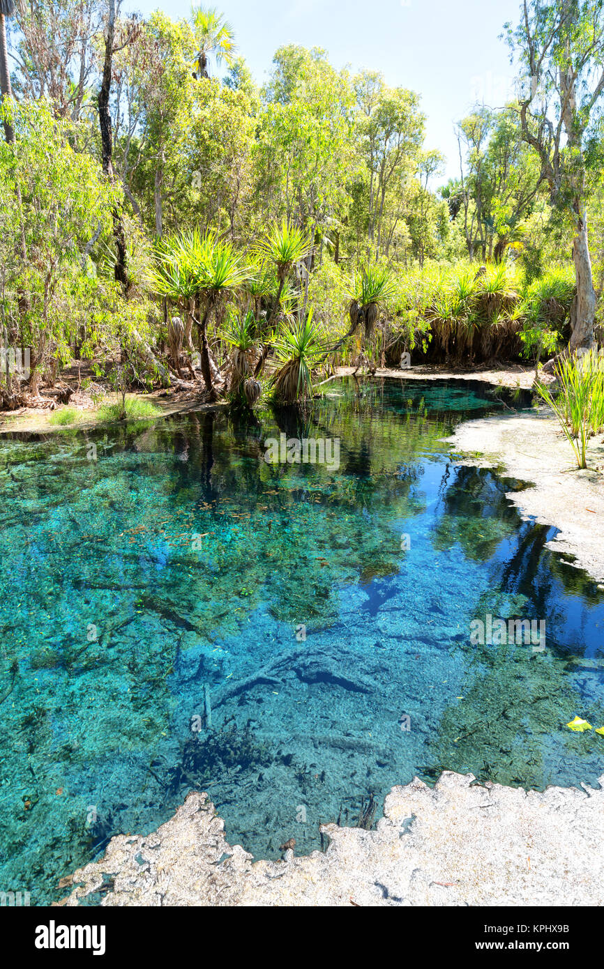 in australia mataranka river the palm and the lake in the nature Stock ...