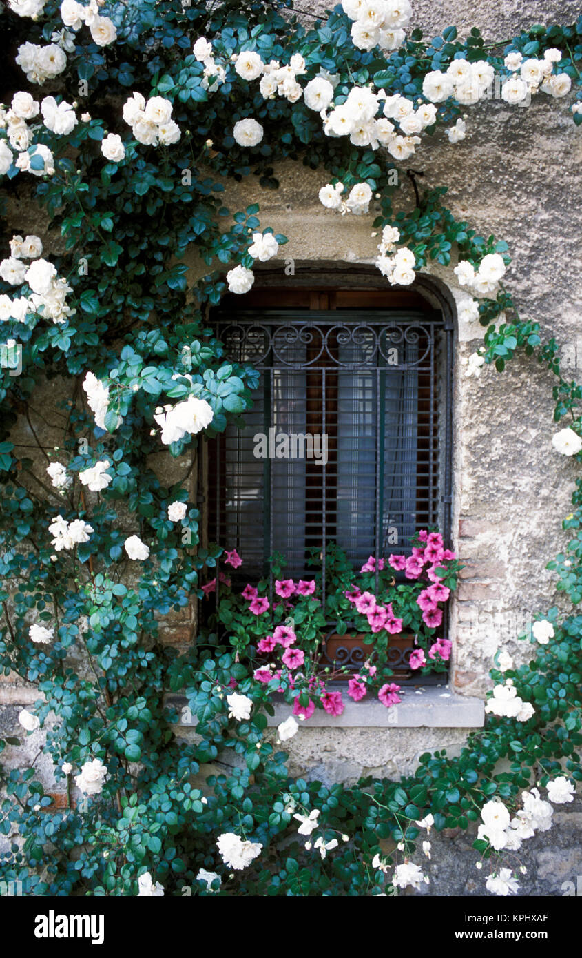 Europe, Italy, Asolo. Flowers growing around window Stock Photo - Alamy