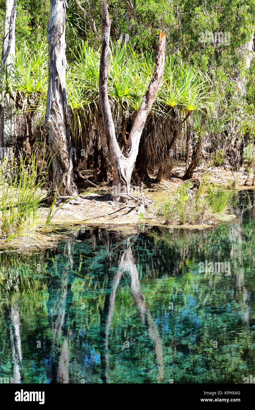 in australia mataranka river the palm and the lake in the nature Stock ...