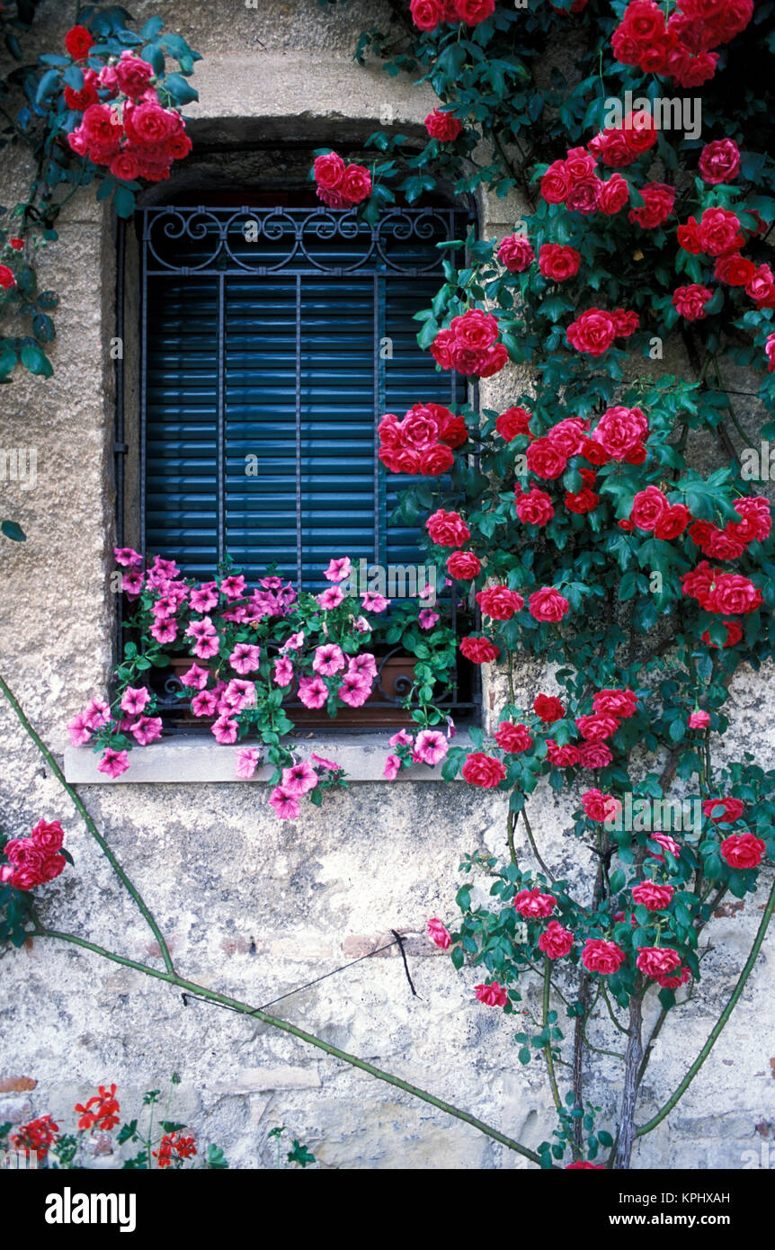Europe, Italy, Asolo. Window with roses growing on wall Stock Photo - Alamy