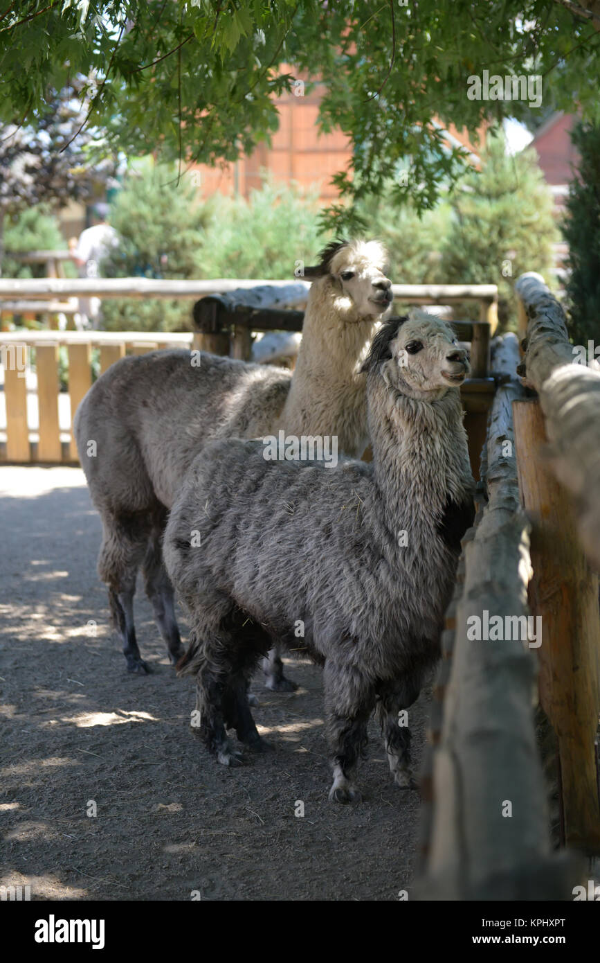 Lama guanaco. close up portrait. cute camel llama Stock Photo - Alamy
