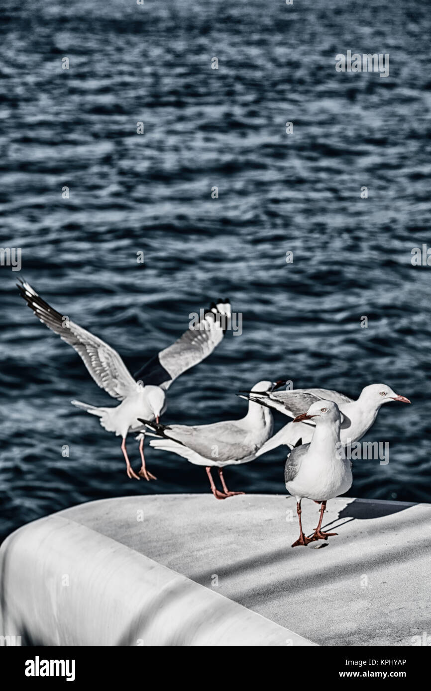 in australia catamaran deck lots of free seagull near the sea Stock ...
