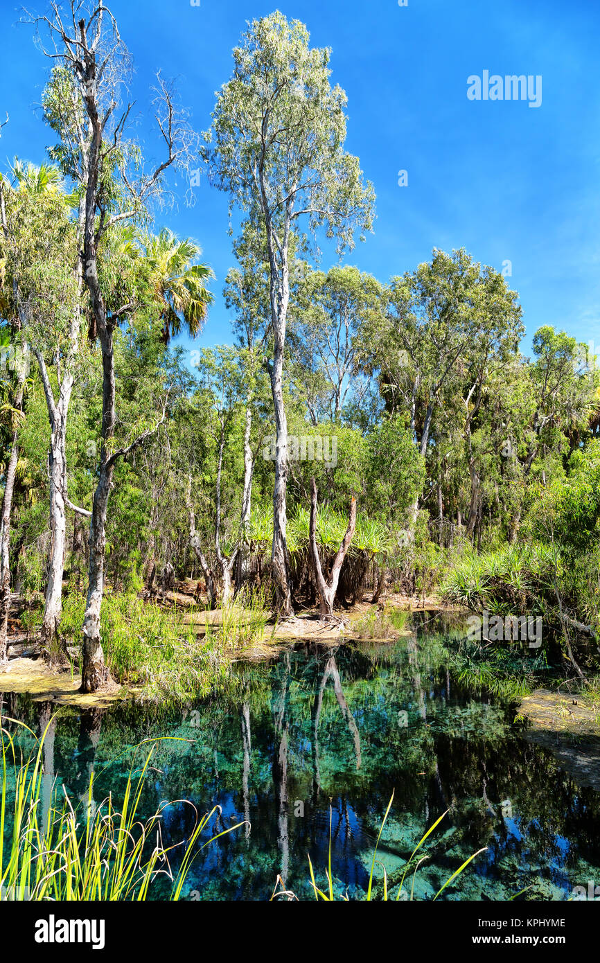 in australia mataranka river the palm and the lake in the nature Stock ...