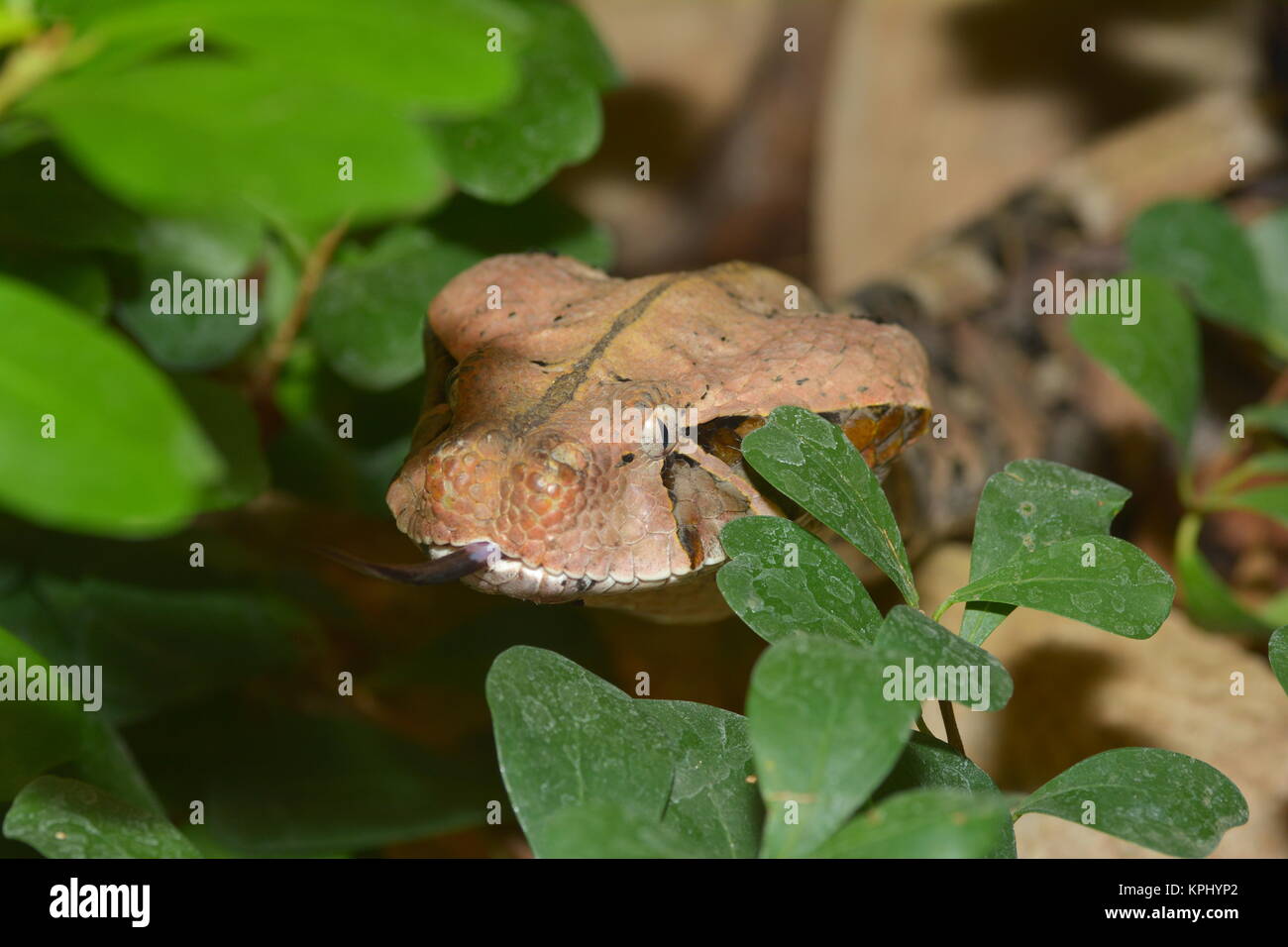 Gabon vipers hi-res stock photography and images - Alamy