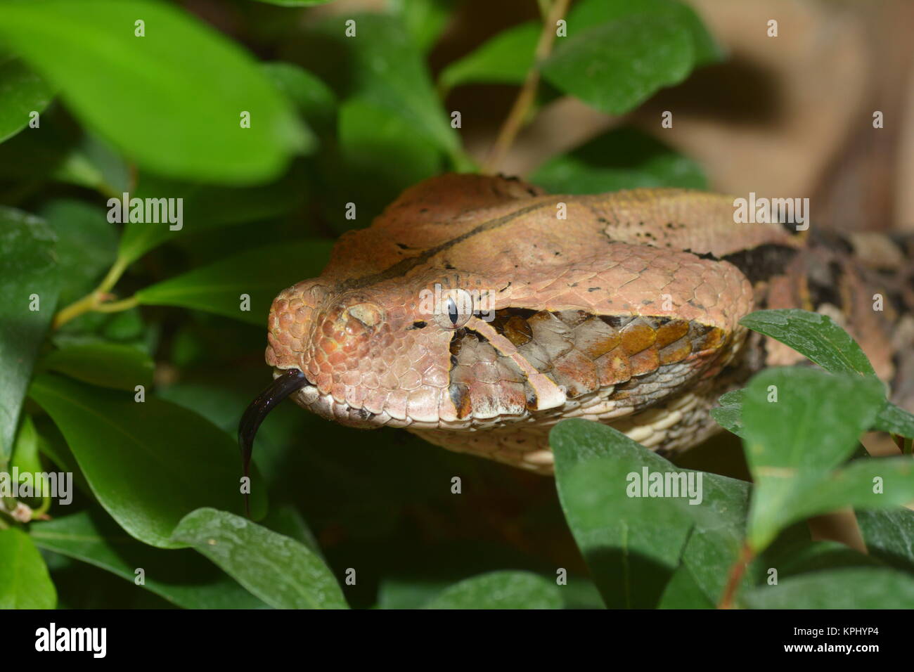 Gabon vipers hi-res stock photography and images - Alamy