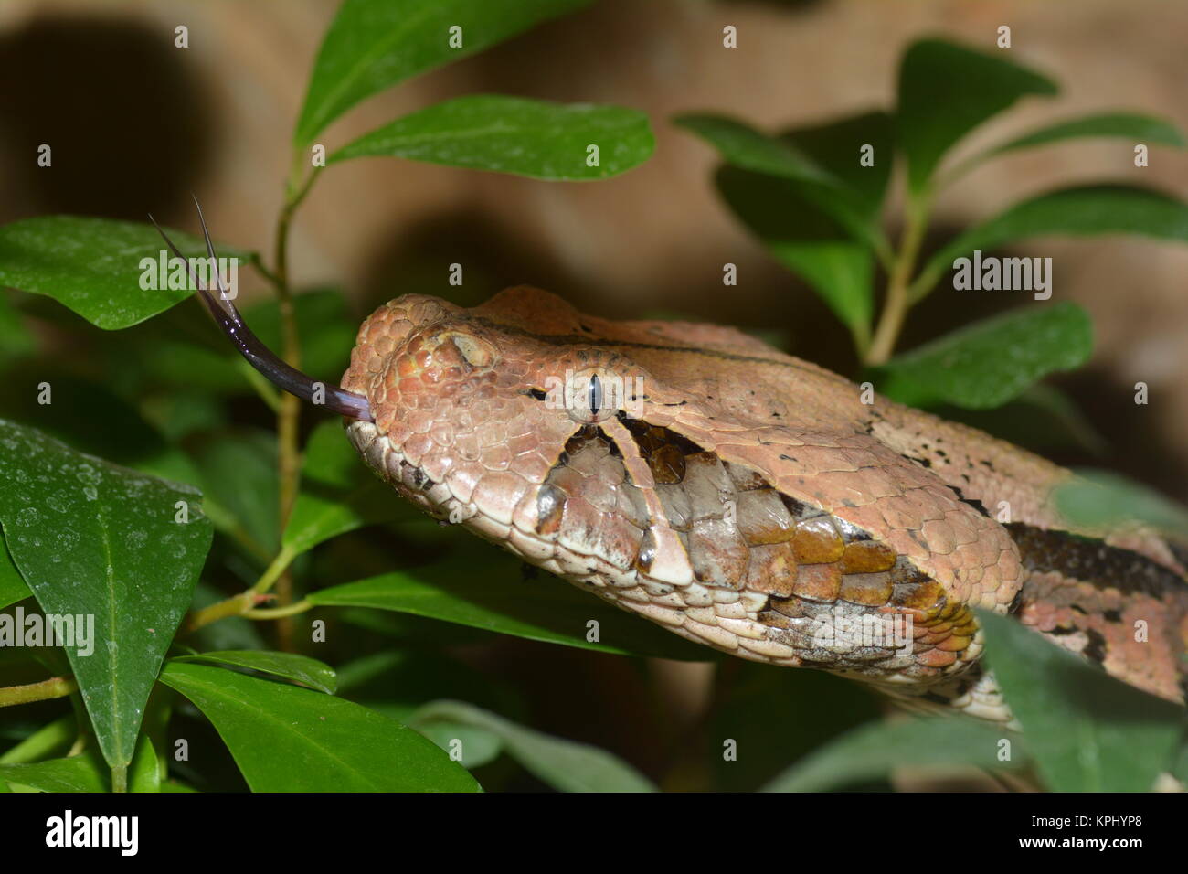 Gabon vipers hi-res stock photography and images - Alamy