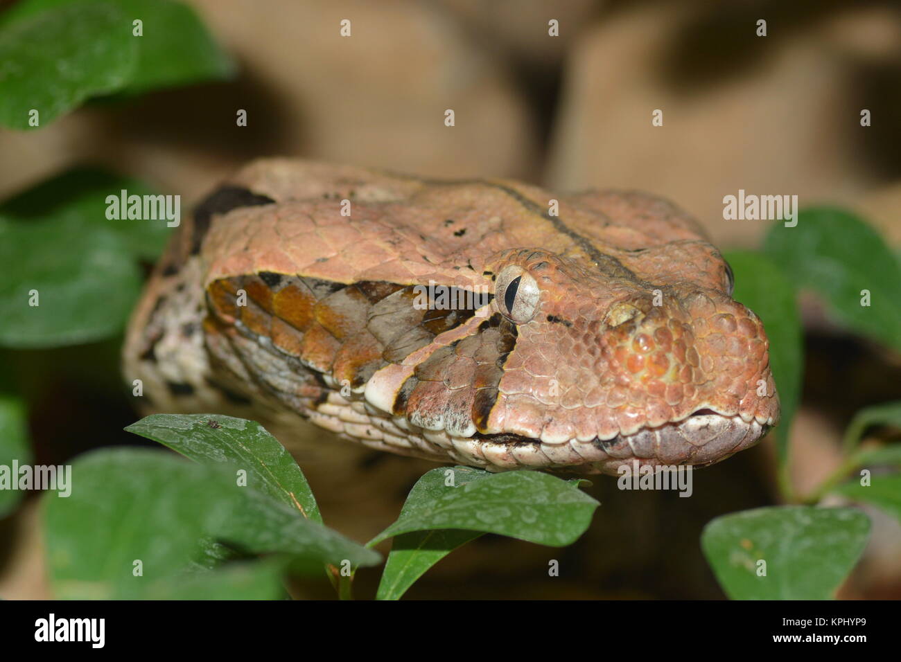 Gabunviper hi-res stock photography and images - Alamy