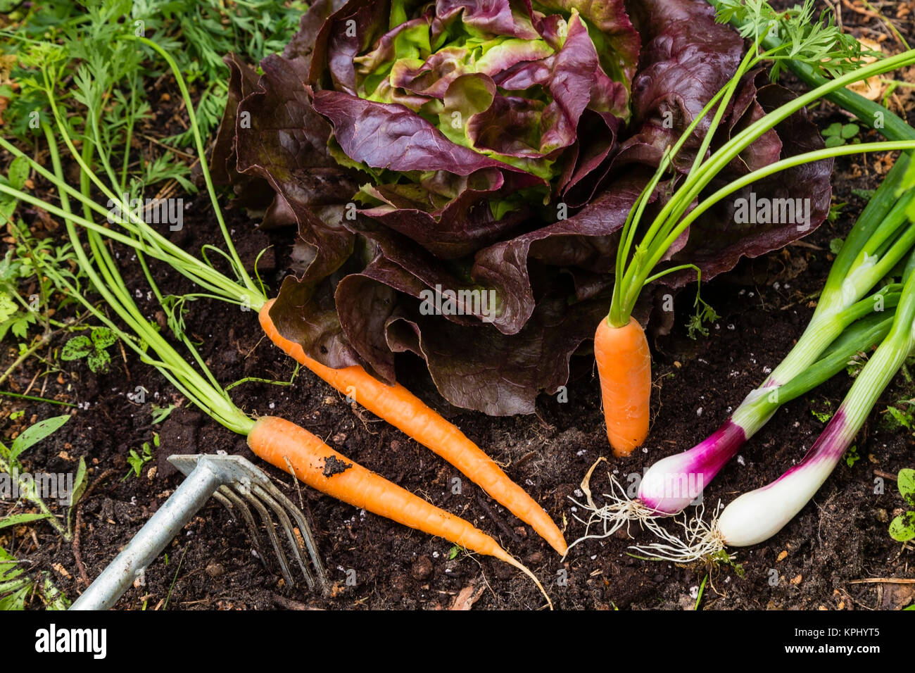 vegetable harvest in the garden Stock Photo - Alamy