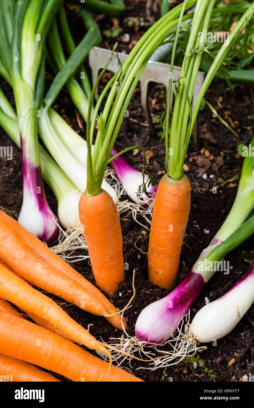 vegetable harvest in the garden Stock Photo - Alamy