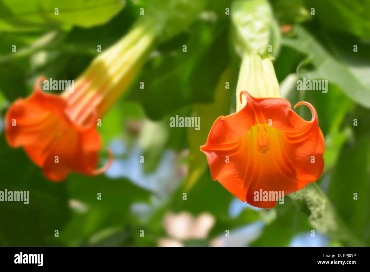 red angel trumpet Stock Photo - Alamy