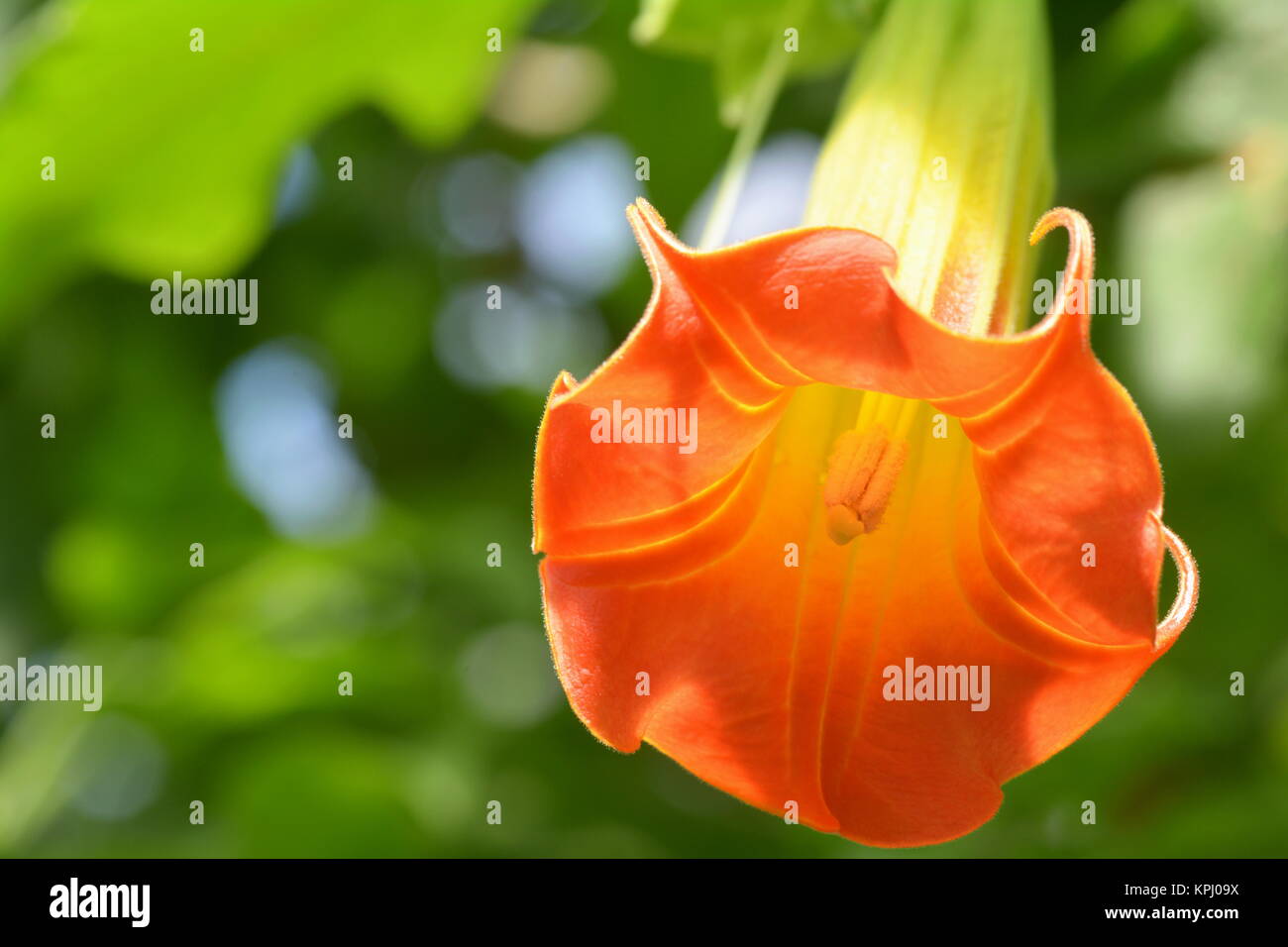 red angel trumpet Stock Photo - Alamy