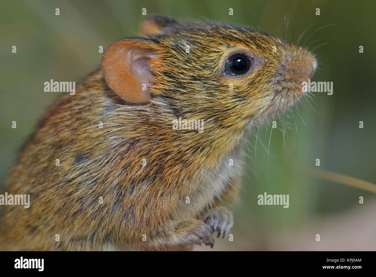 Altweltma use hi-res stock photography and images - Alamy