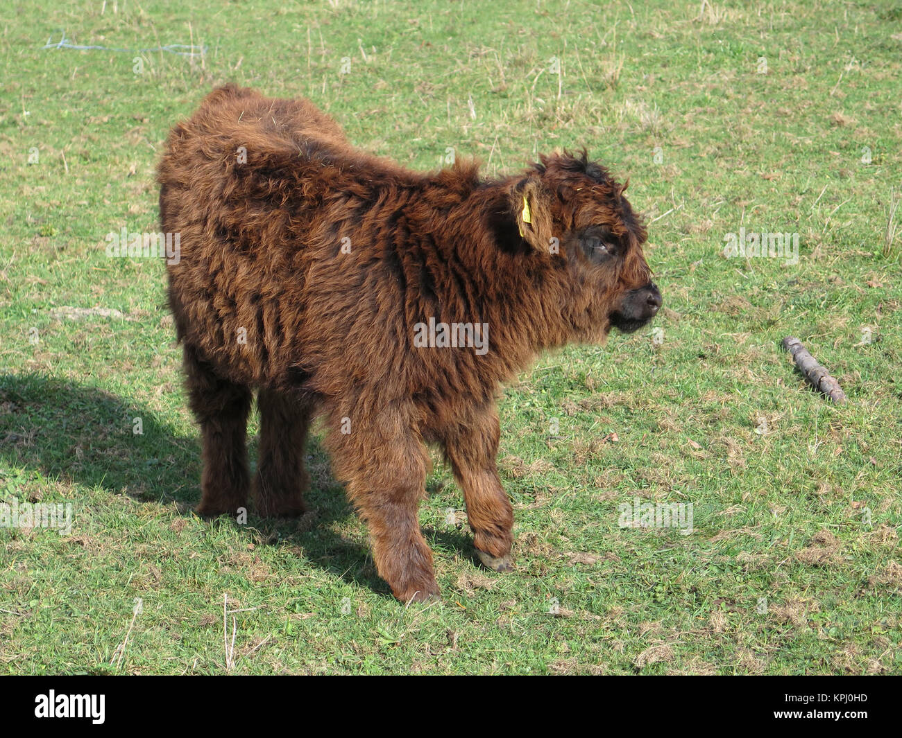 Braunes kalb hi-res stock photography and images - Alamy