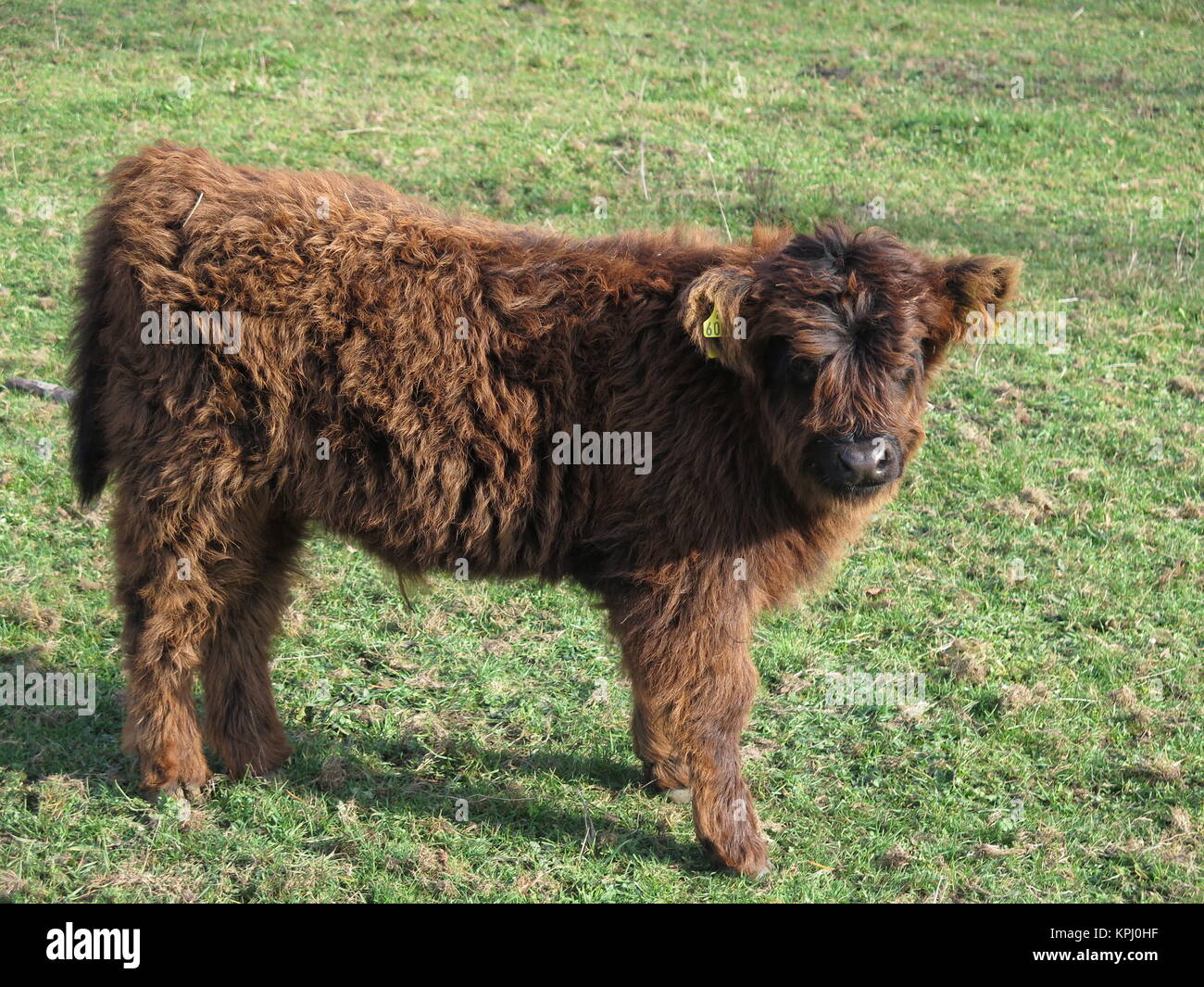 Braunes kalb hi-res stock photography and images - Alamy