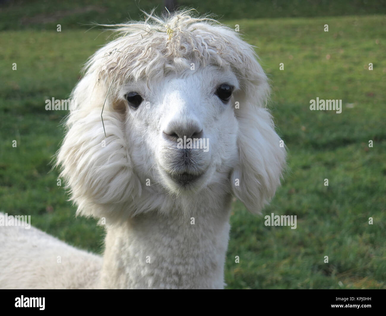 Alpakas hi-res stock photography and images - Alamy