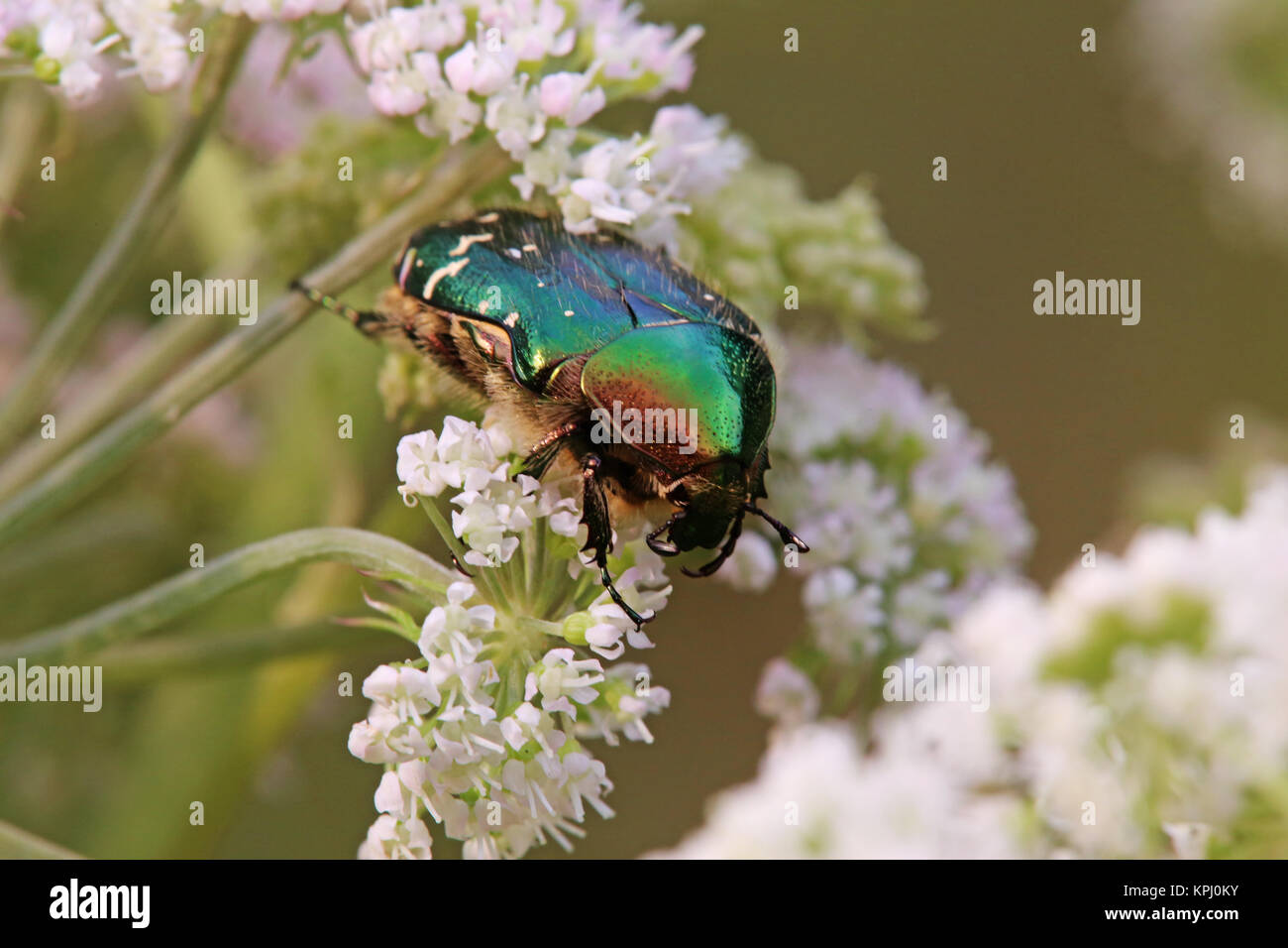 rosebug cetonia aurata Stock Photo - Alamy