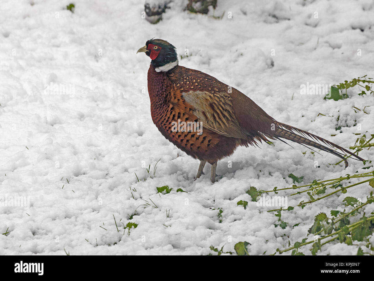 Male Pheasant Phasianus colchicus searching for food in snow Stock ...