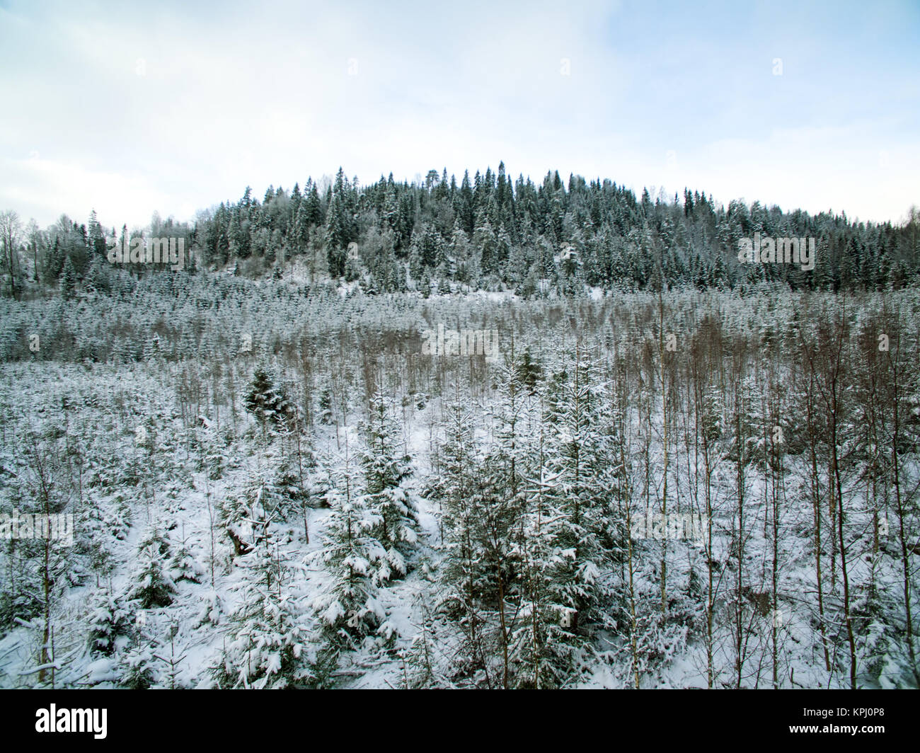 Wide open forest view Stock Photo - Alamy