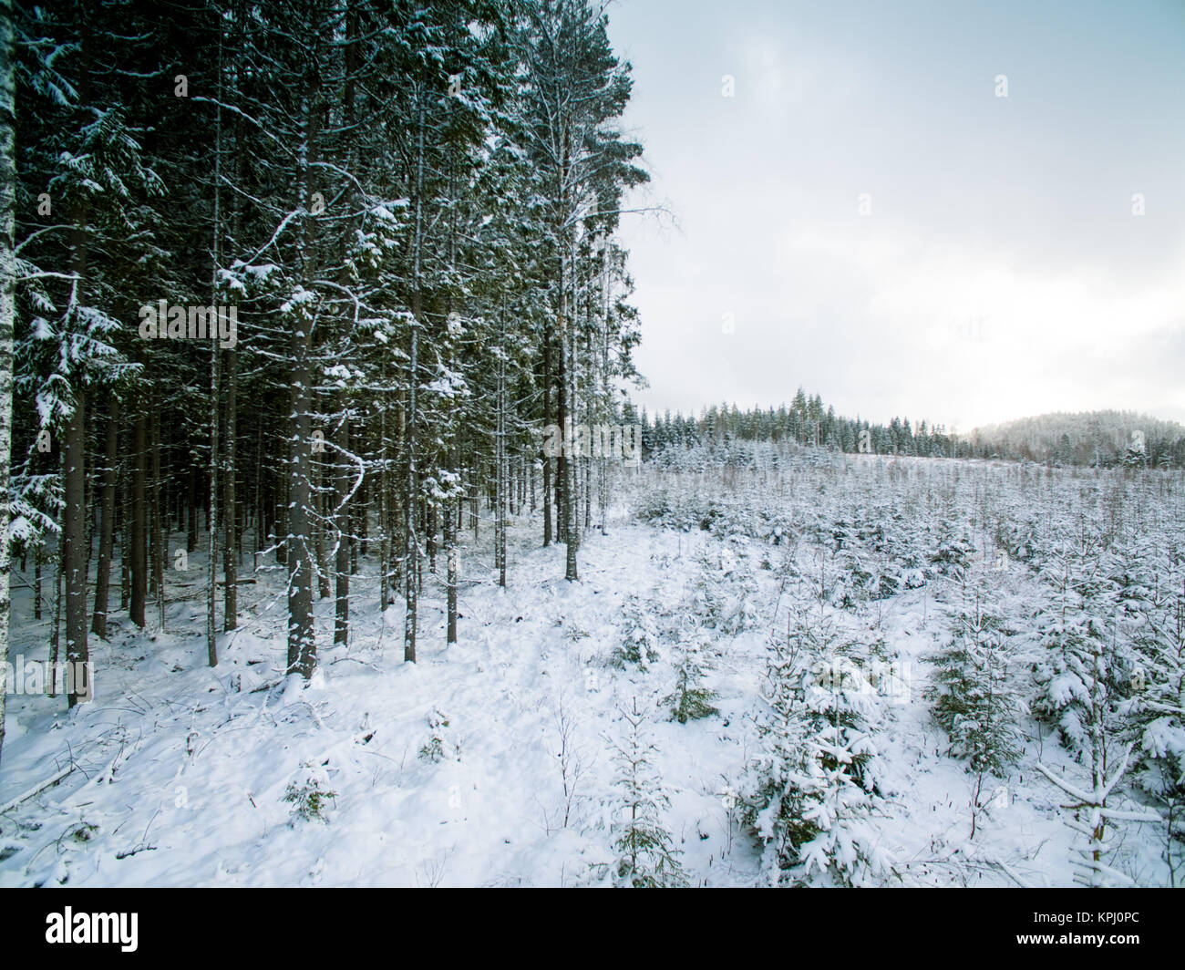 Peaceful winter vista from forest edge hi-res stock photography and ...