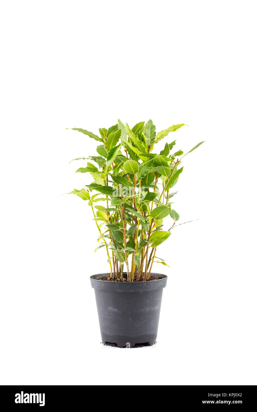 Laurus Nobilis Pot Stock Photos & Laurus Nobilis Pot Stock Images - Alamy
