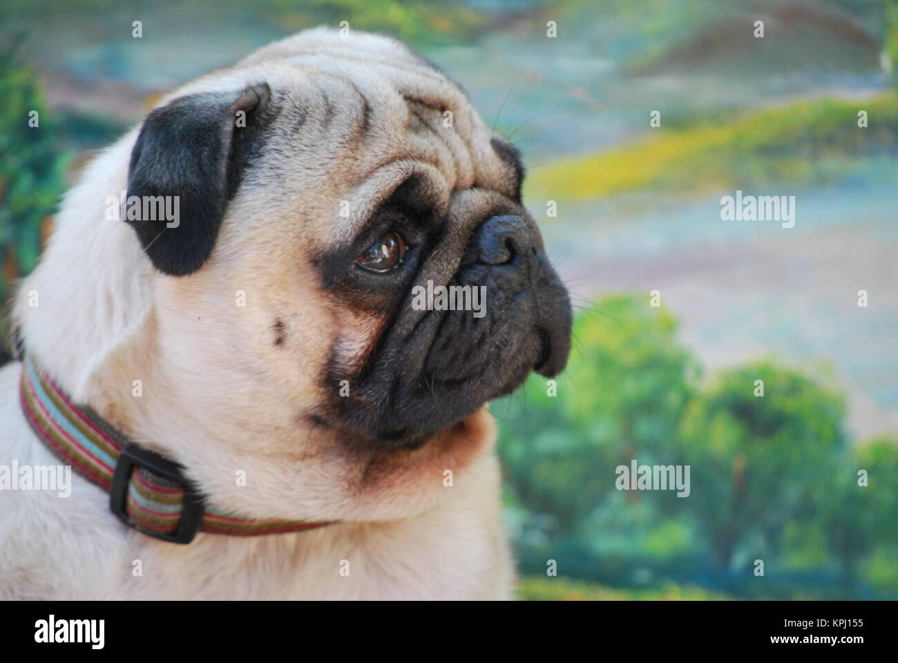 a life without pugs Stock Photo - Alamy