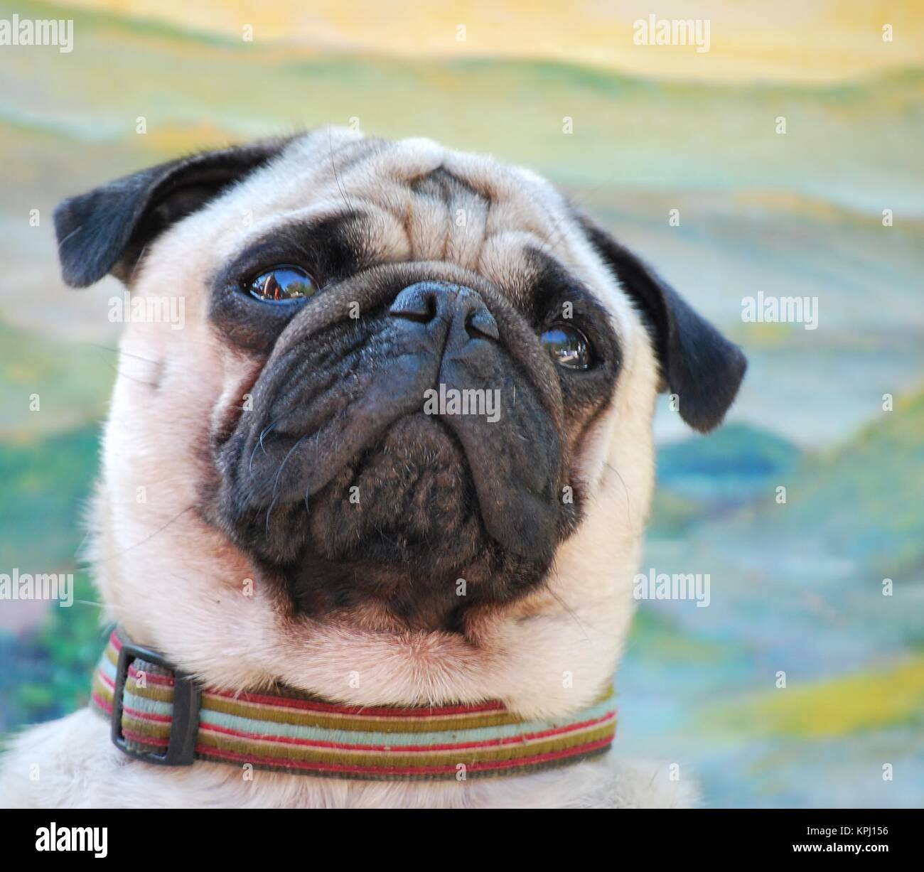 Without pedigree hi-res stock photography and images - Alamy