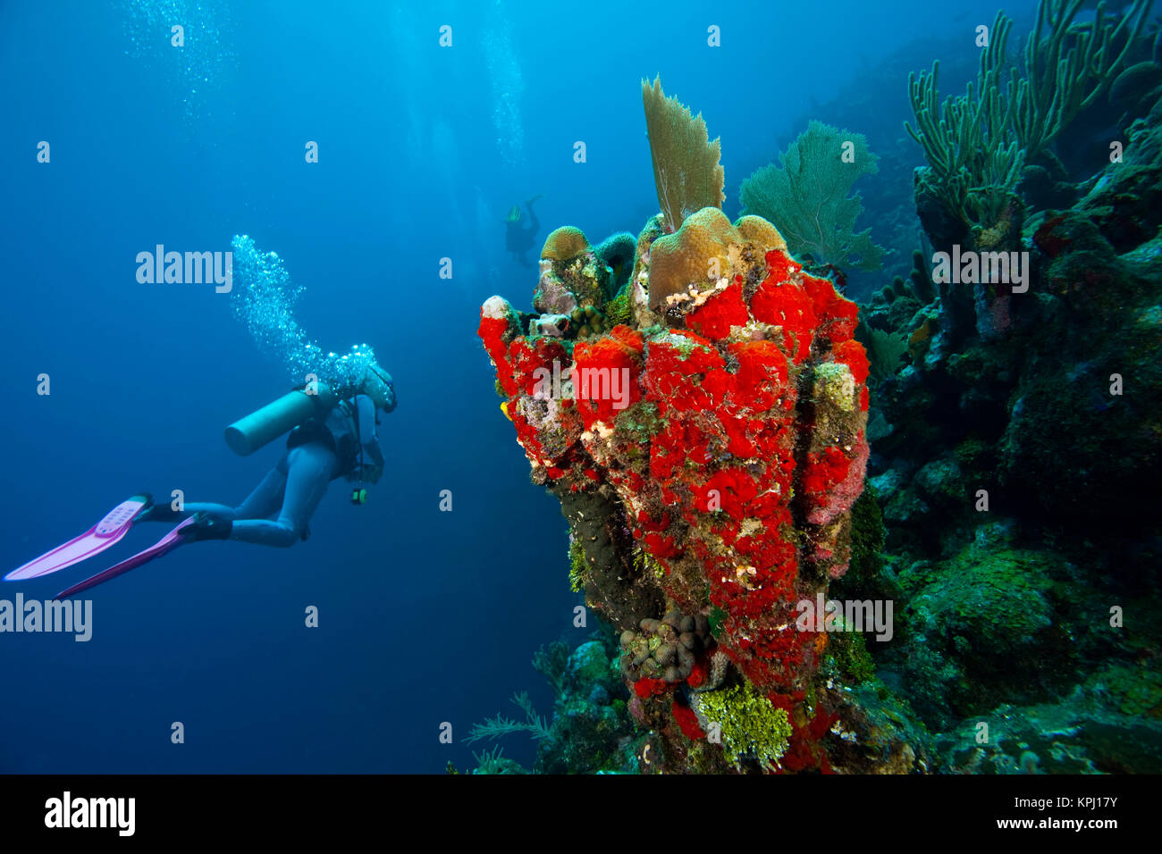 Mycale High Resolution Stock Photography and Images - Alamy