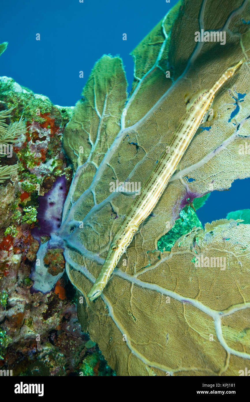 Trumpetfish (Aulostomus maculatus) near Purple Sea Fan, Utila, Bay ...