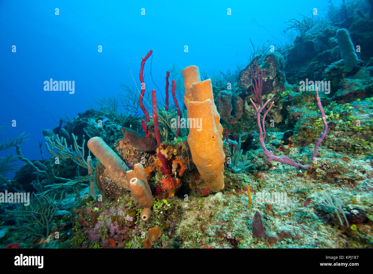 pristine reef with red rope & branching vase sponges, North Side of ...