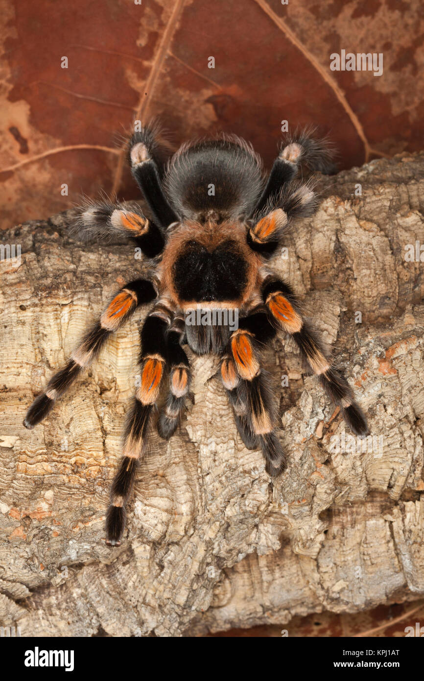 Mexican Red-Kneed Tarantula (Brachypelma smithi), Mexico Stock Photo ...