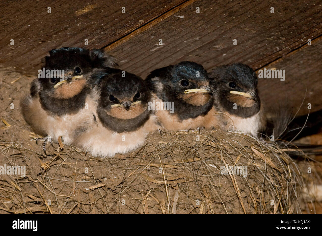 Rauch schwalbe hi-res stock photography and images - Alamy