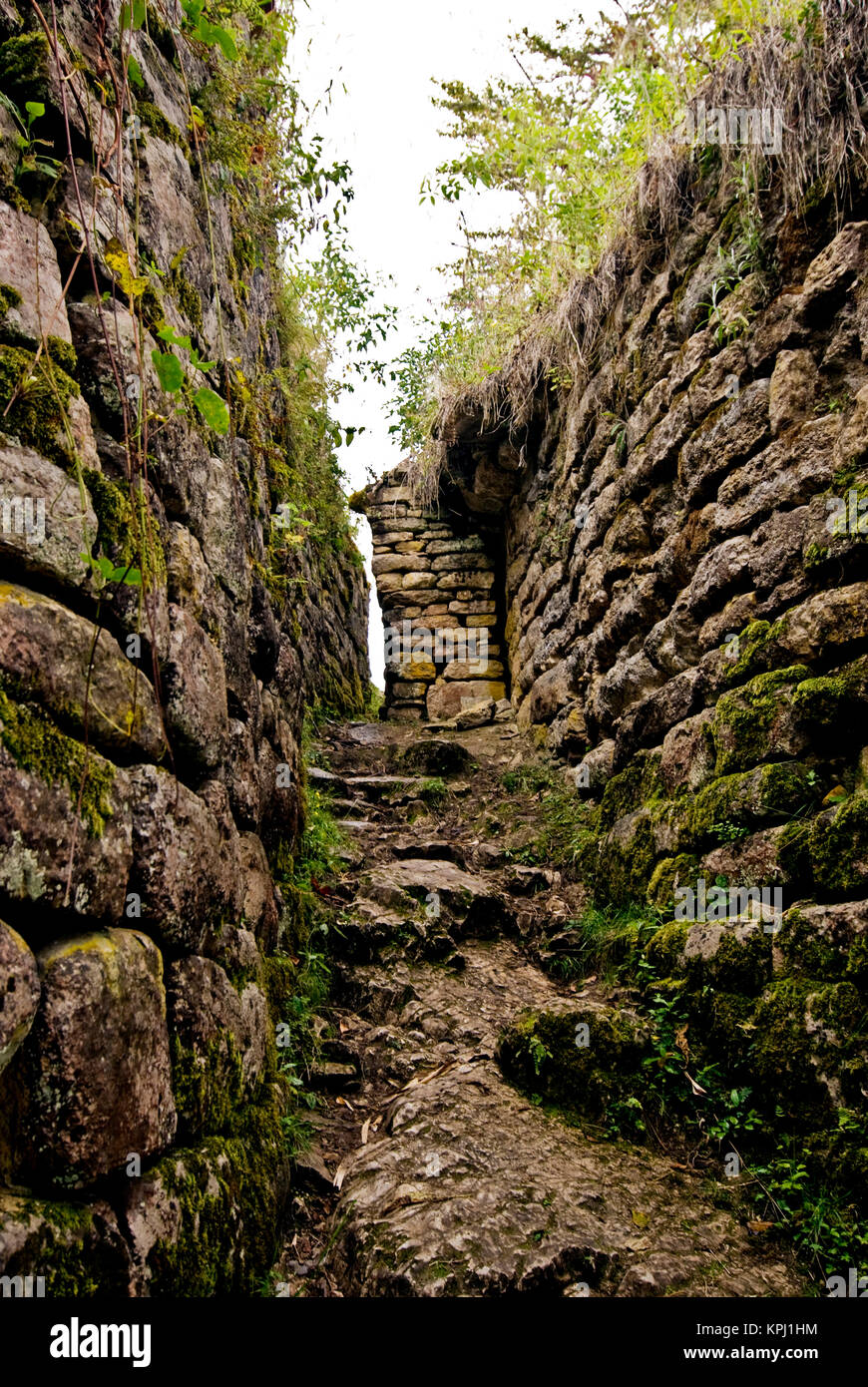 Peru. Andes Mountains. Amazonas Province. Upper Amazon. Cloud forest ...