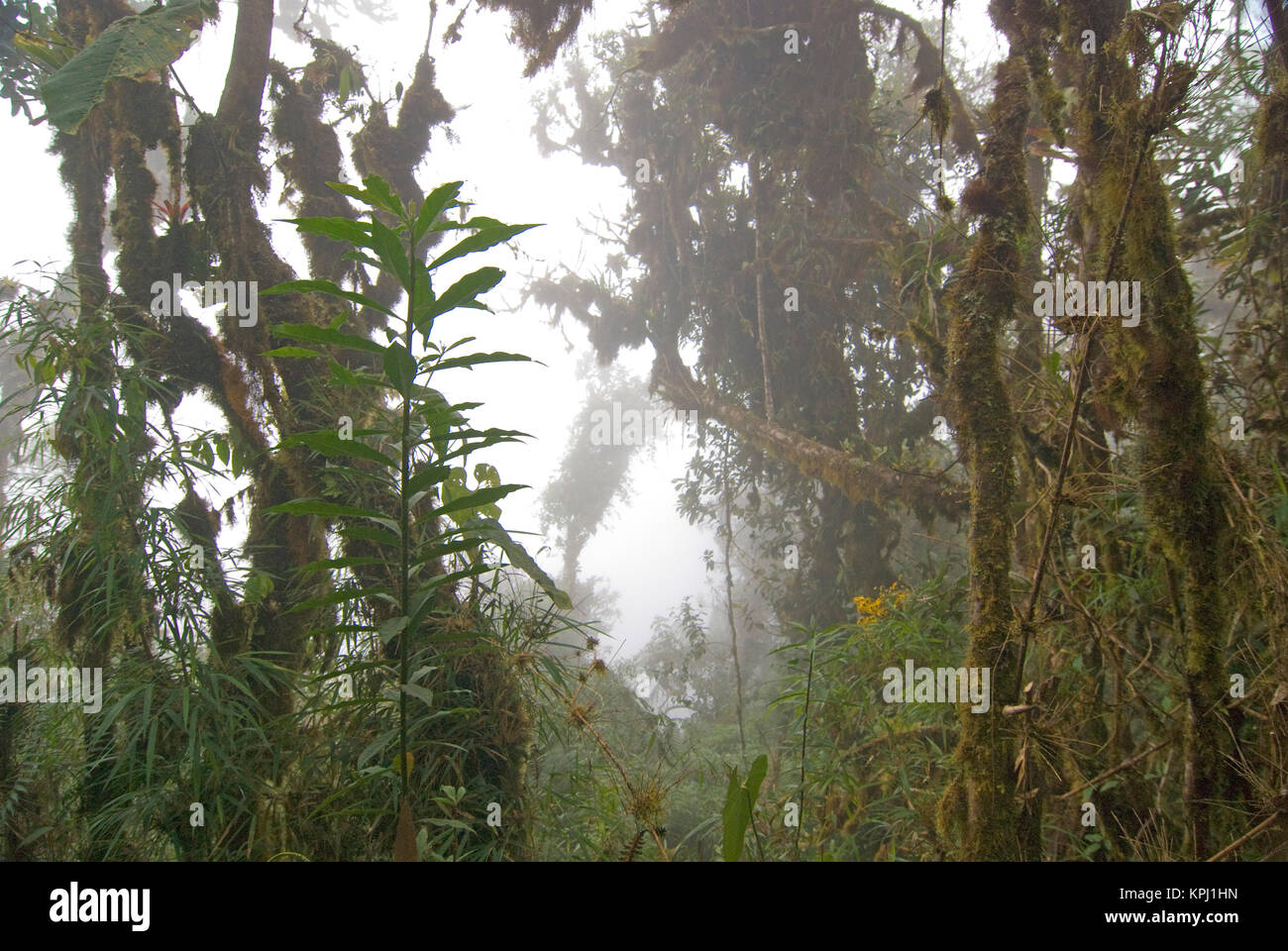 Upper amazon peru tree hi-res stock photography and images - Alamy