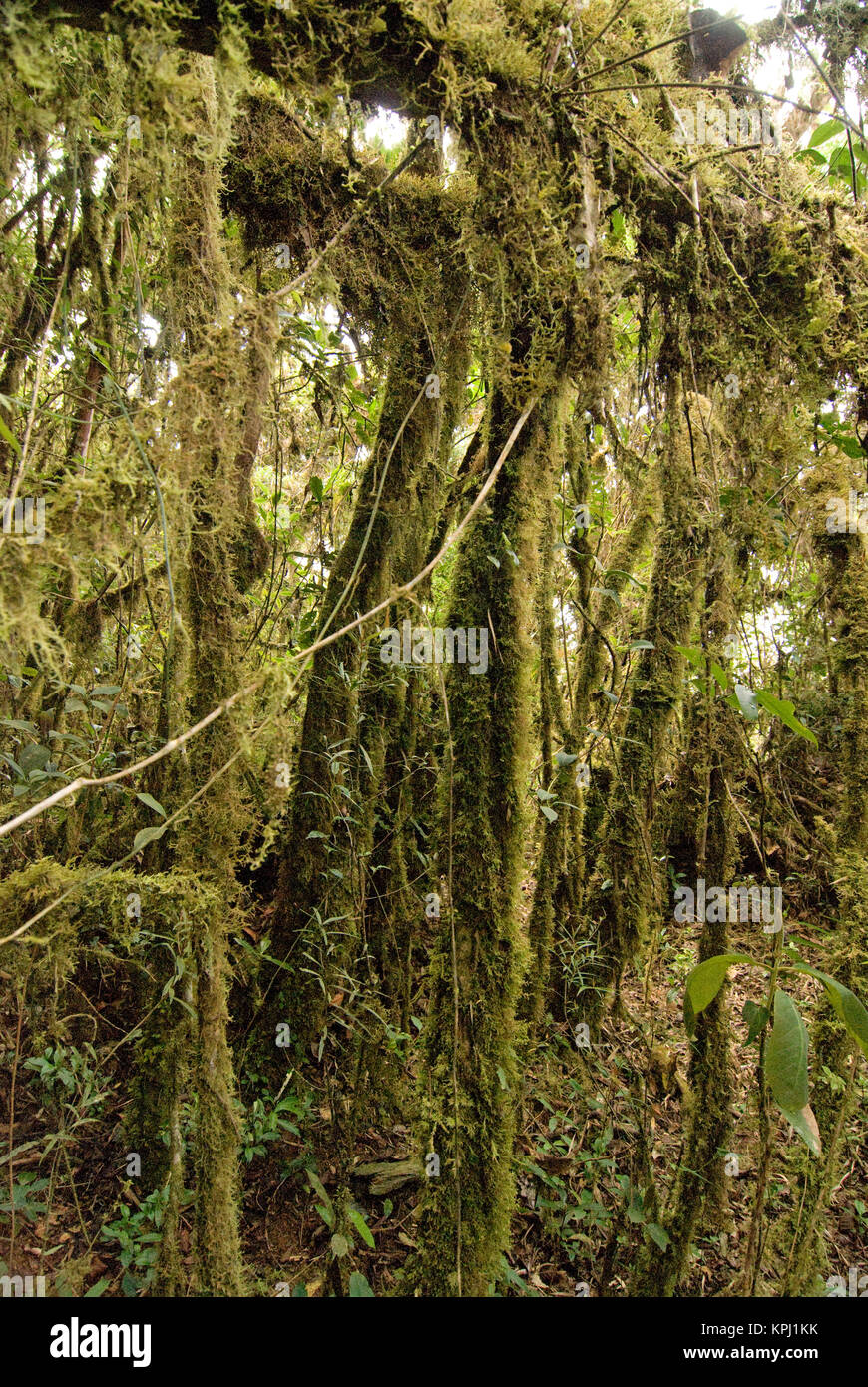 Peru. Andes Mountains. Amazonas Province. Upper Amazon. Cloud forest ...