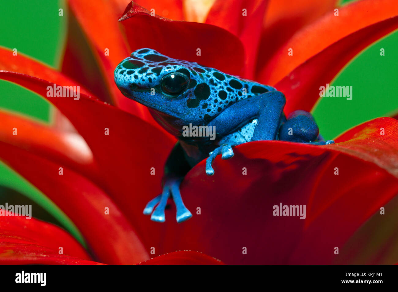 Amphibian frog red and blue hi-res stock photography and images - Alamy